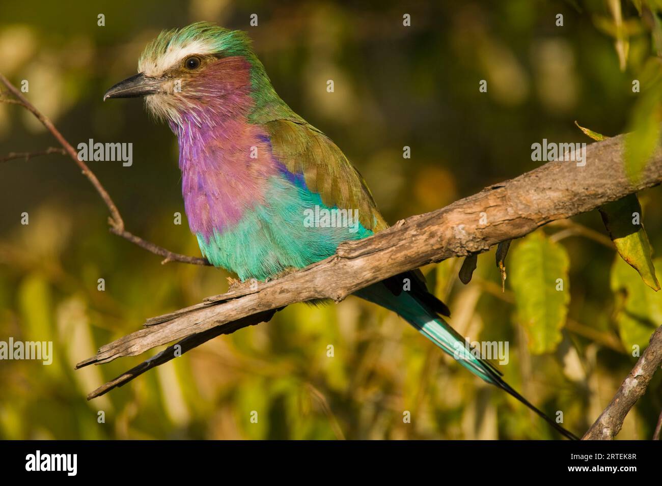 Lilac-breasted roller bird (Coracias caudata) perching; Masai Mara ...