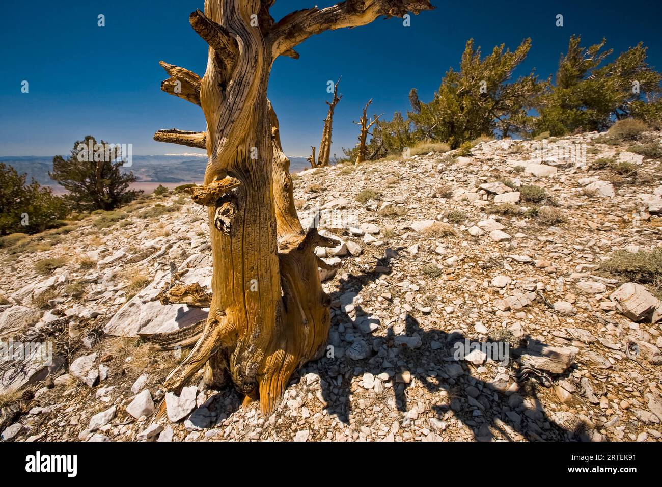 Bristlecone pine tree hi-res stock photography and images - Alamy