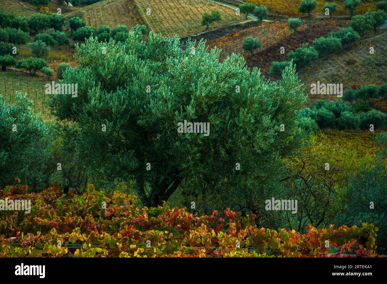 World olive tree day hi-res stock photography and images - Alamy