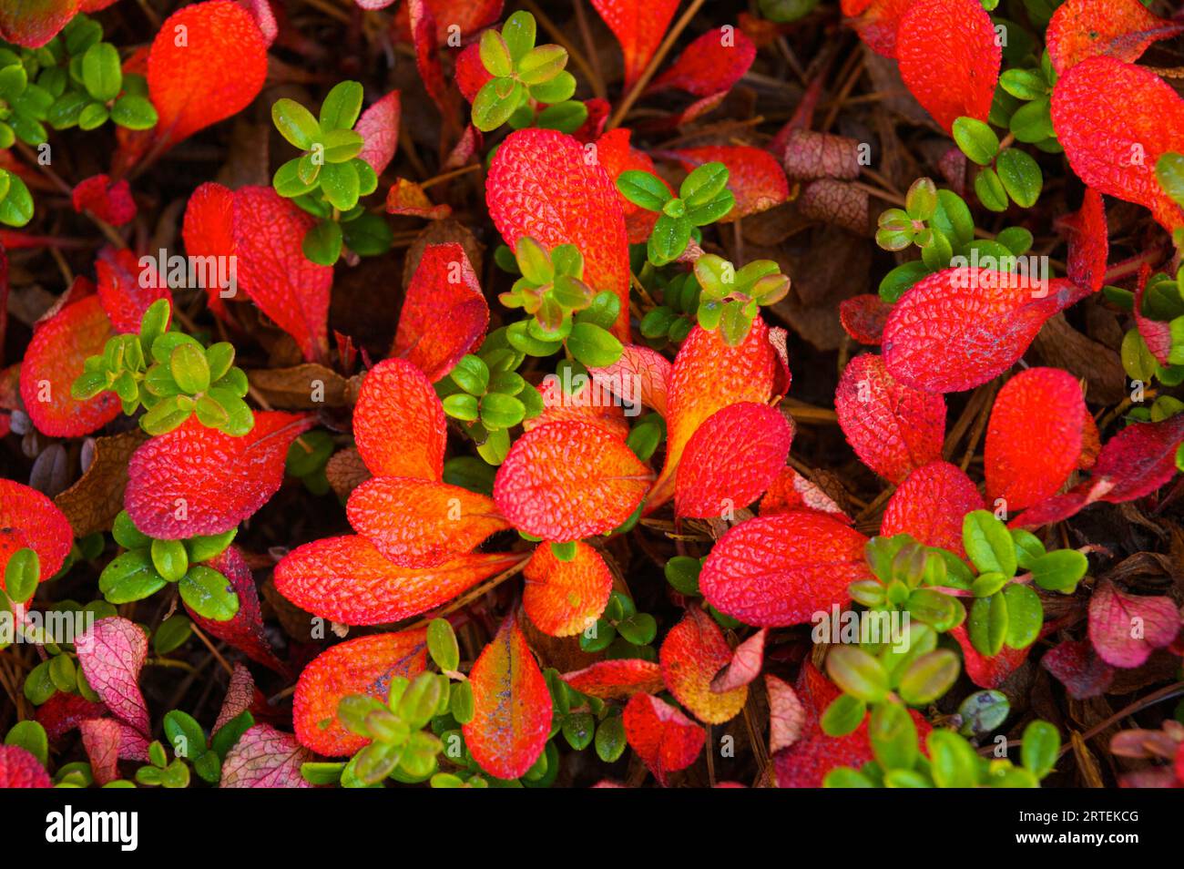 Bunchberry (Cornus canadensis) plants near the Uzon caldera, Kronotsky ...