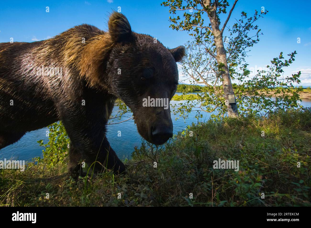 Siberian Brown bear (Ursus arctos beringianus) photographed with a ...