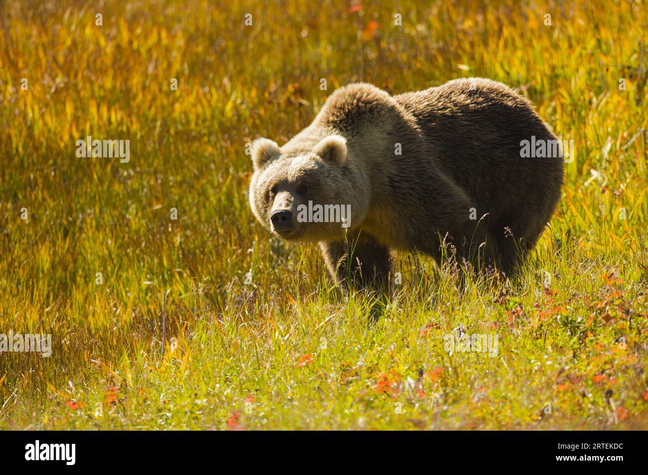 Siberian brown bear (Ursus arctos beringianus) in a flowering field ...
