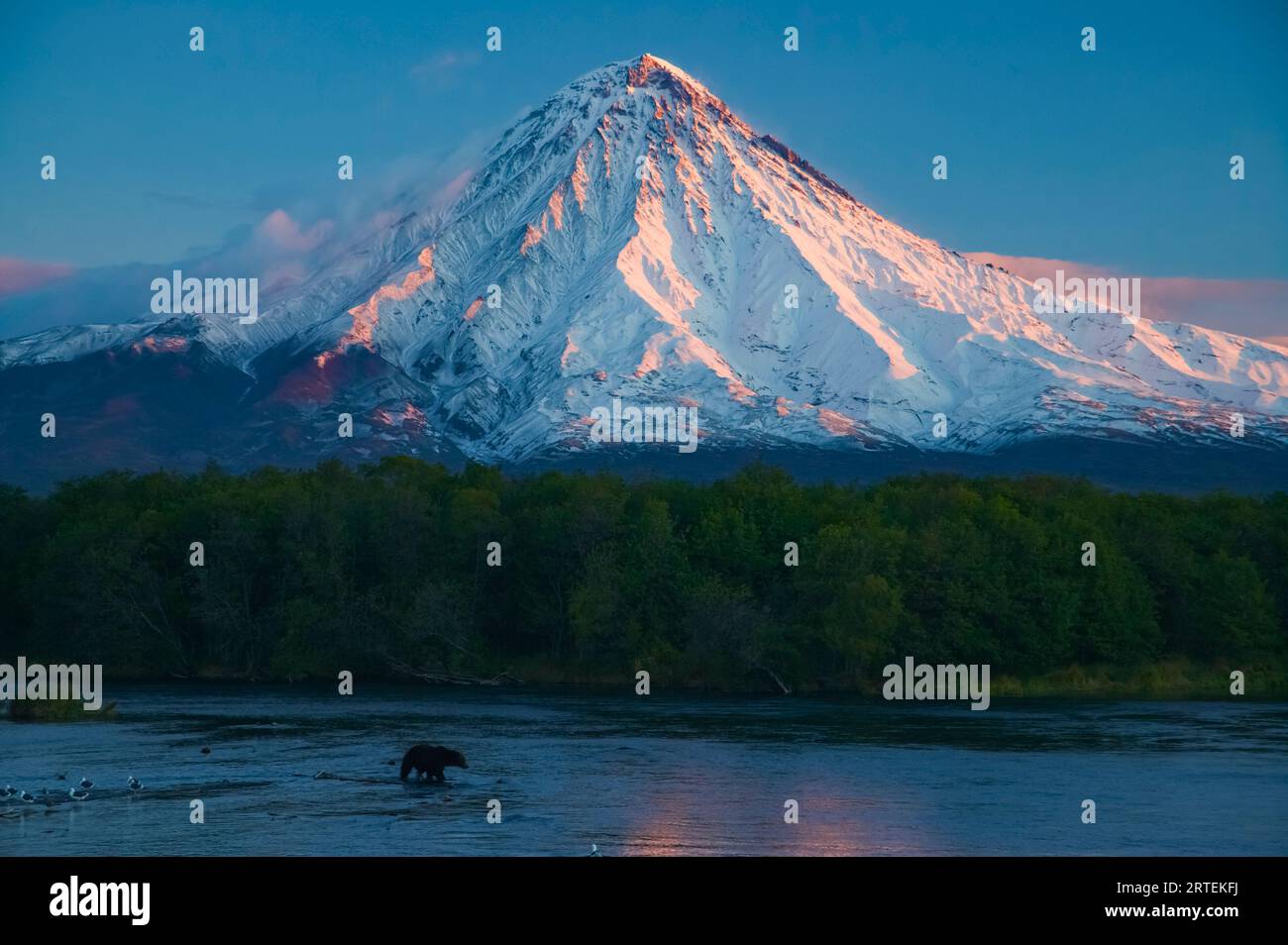 Kamchatka Brown bear (Ursus arctos beringianus) in stream below snow ...