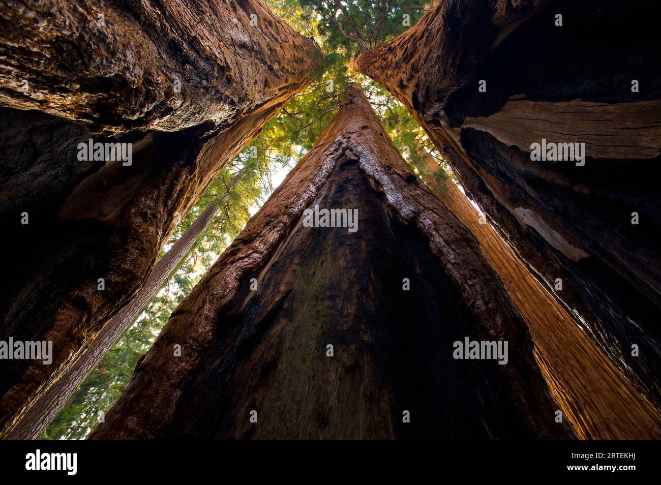 Trunks of Giant sequoia trees (Sequoiadendron giganteum) looking up to the treetops in Sequoia ...