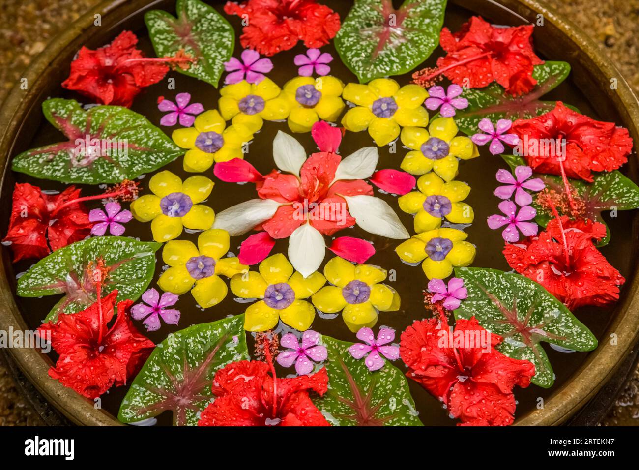 State flower of kerala hi-res stock photography and images - Alamy
