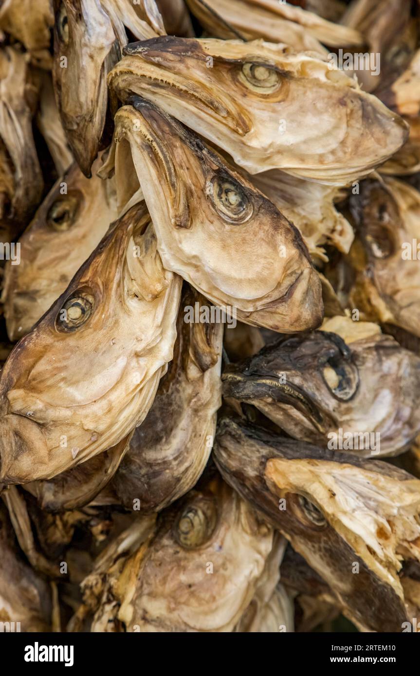 Drying cod at the fishing village of Lovund; Lovund Island, Norway ...