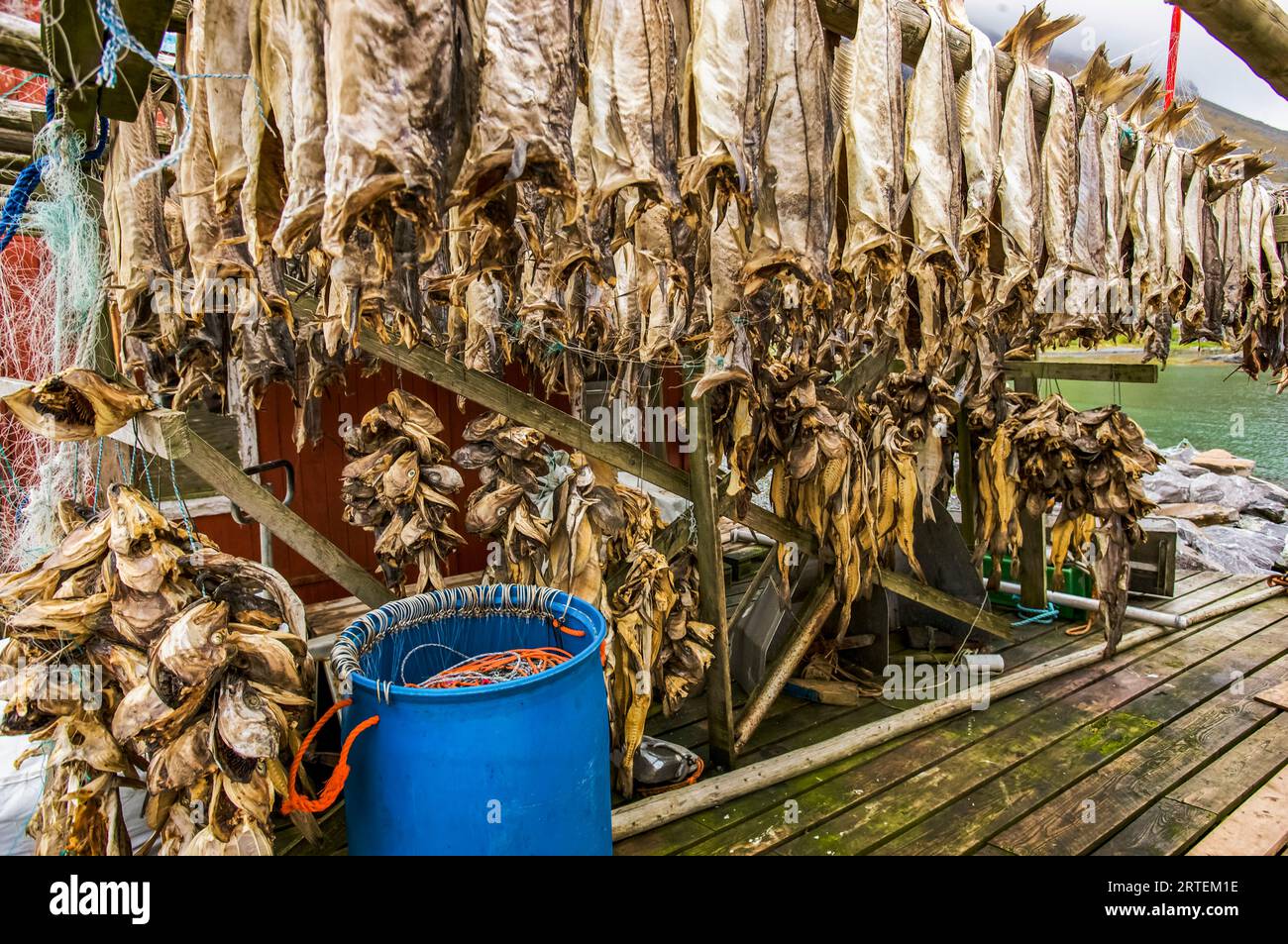 Drying cod at the fishing village of Lovund; Lovund Island, Norway ...