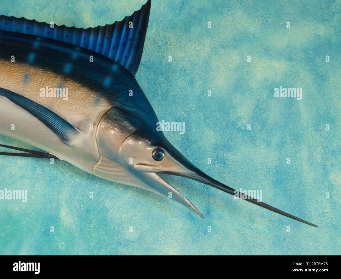 Stuffed marlin hanging on a wall at a marina; Port Antonio, Jamaica ...