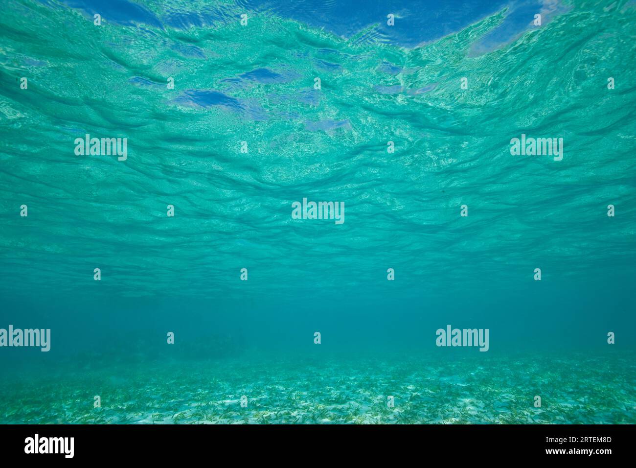 Underwater view of the clear blue ocean water in the Caribbean ...