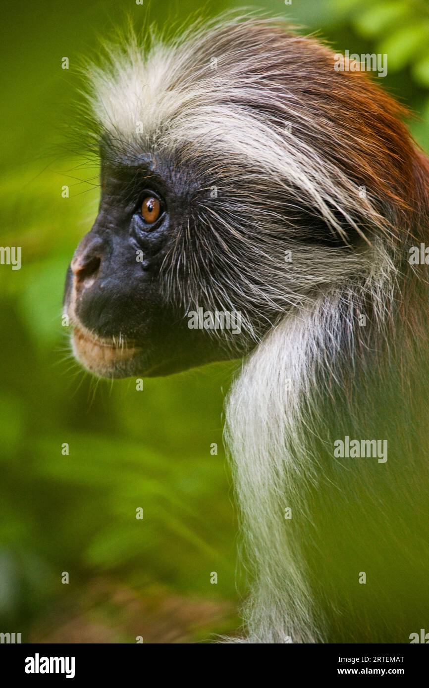Colobus monkey side view hi-res stock photography and images - Alamy