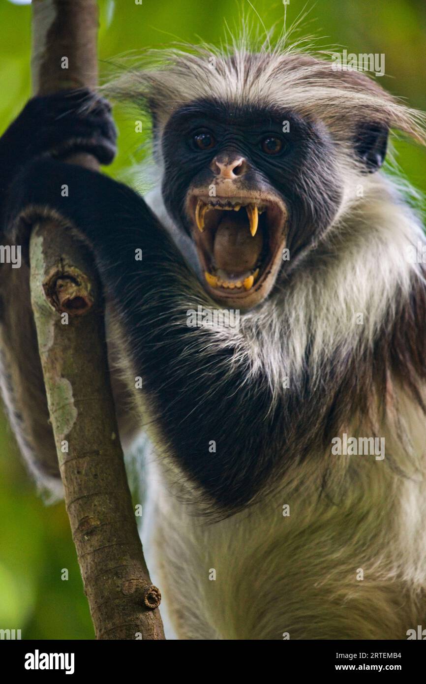 Open mouth monkey hi-res stock photography and images - Alamy