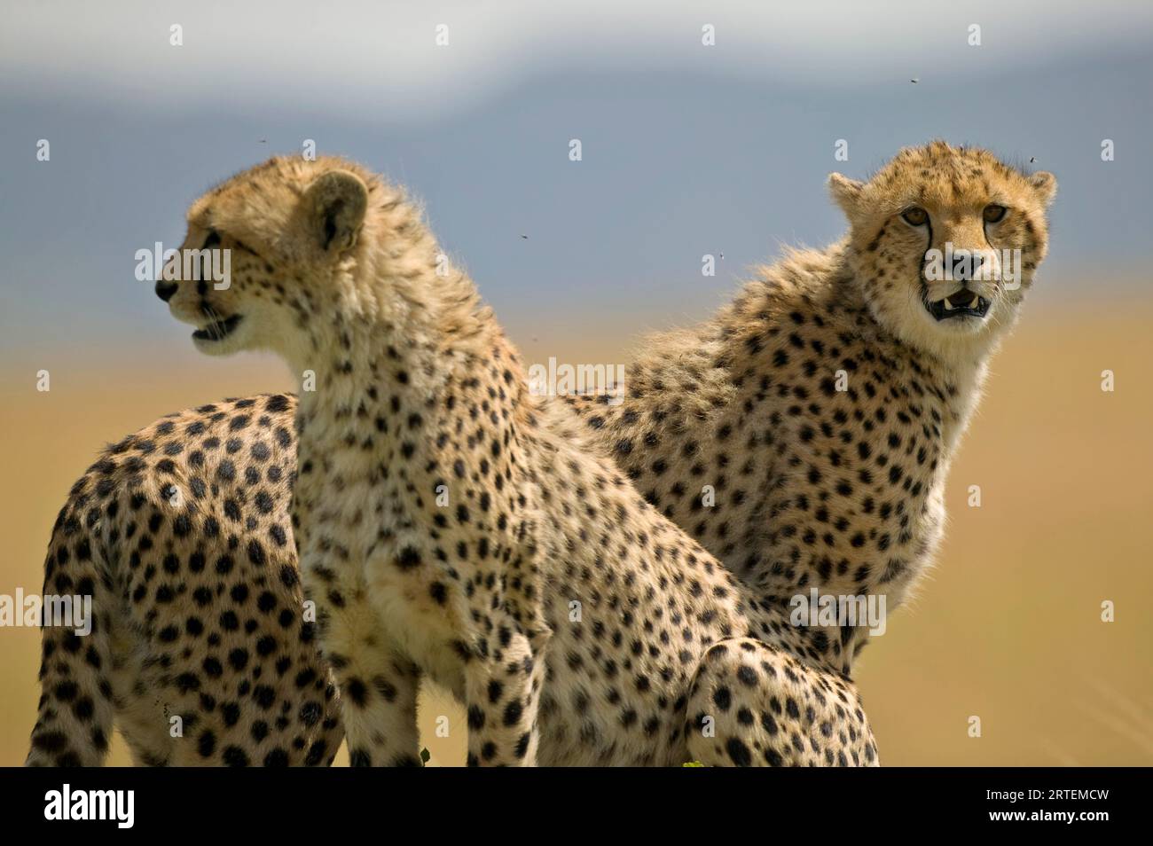 Pair of Cheetahs (Acinonyx jubatus) in Masai Mara National Reserve in ...
