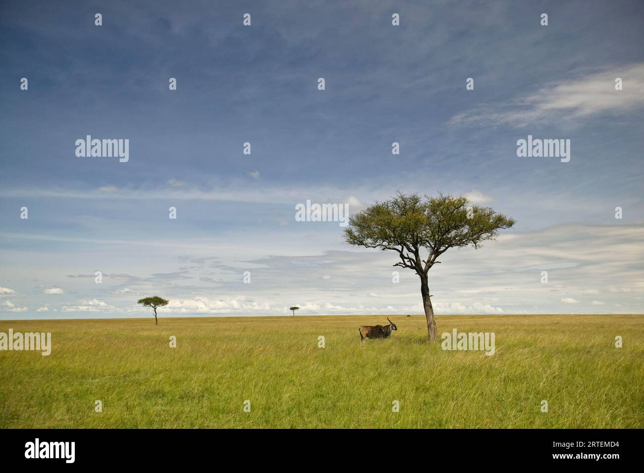 Antelope stands near an acacia tree in Masai Mara National Reserve in ...
