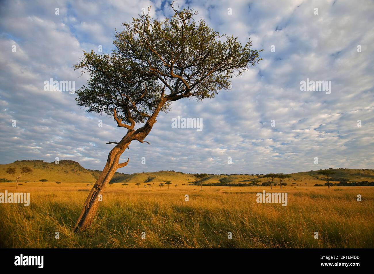 Acacia trees in maasai mara hi-res stock photography and images - Alamy