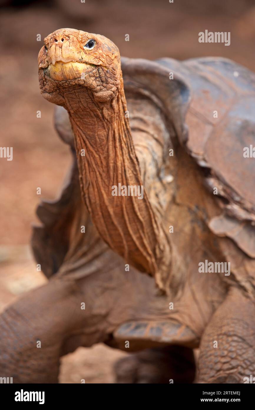 Close-up portrait of Lonesome George, the last of his species of Giant ...