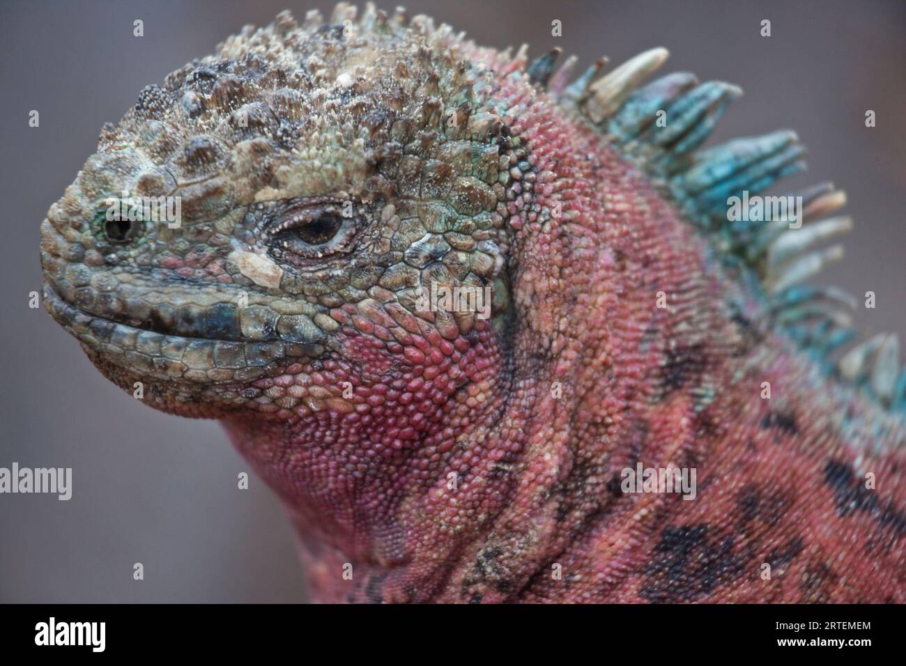 Close-up portrait of an adult male iguana on Espanola Island; Espanola ...