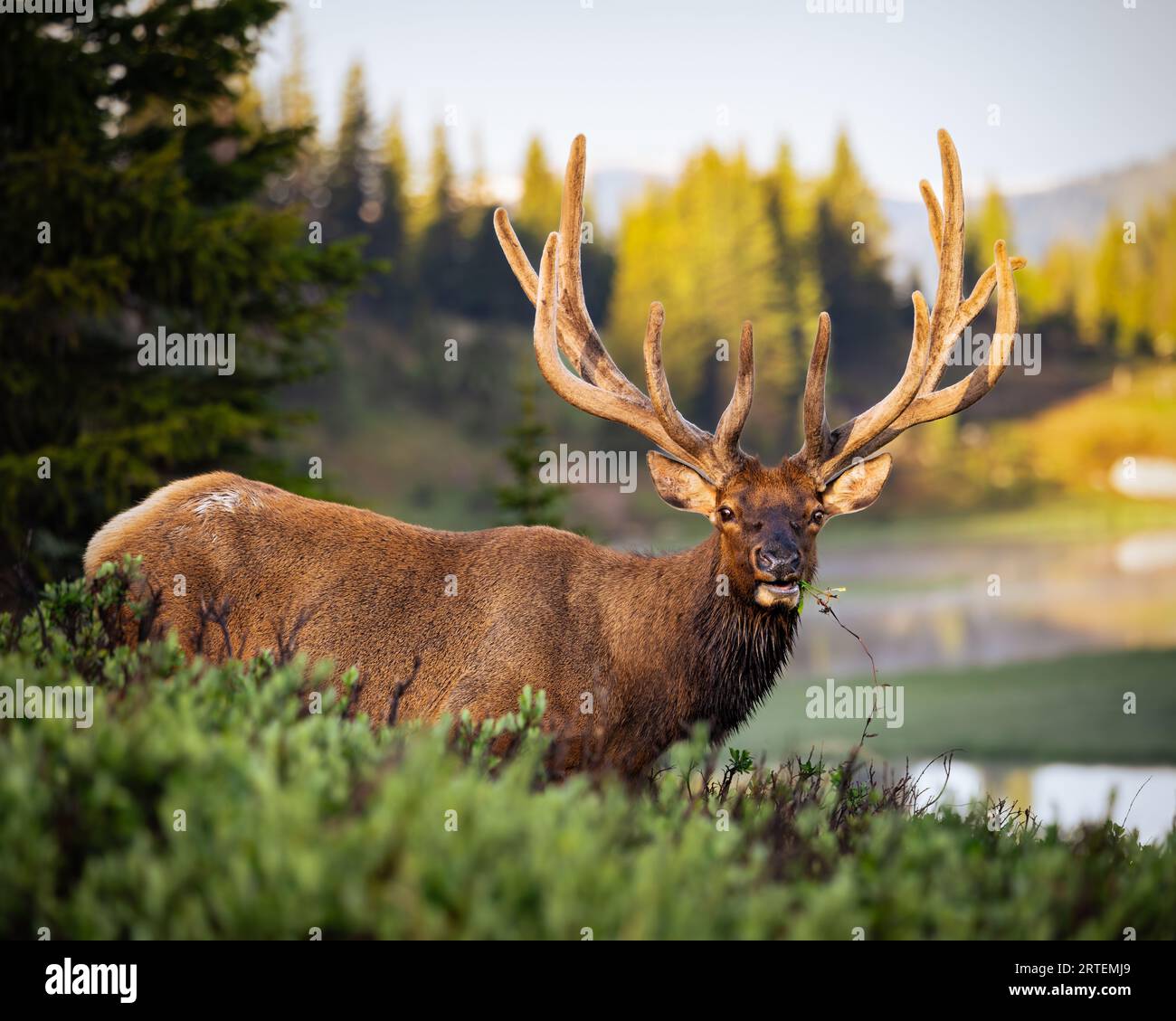 Rocky Mountain bull elk - cervus canadensis - standing broadside in ...