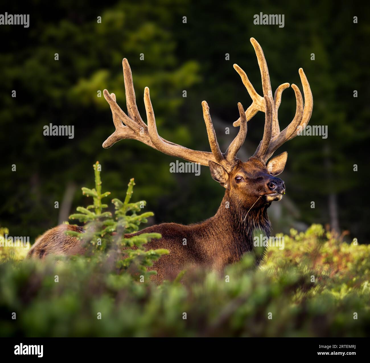 Rocky Mountain bull elk - cervus canadensis - standing broadside in ...