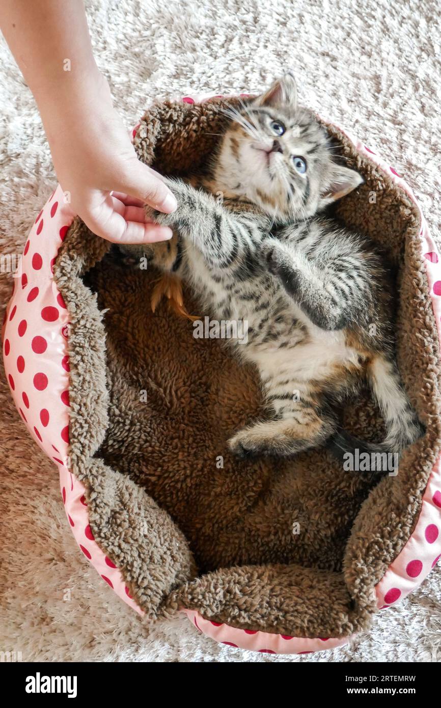 Kittens and children. kitten plays with the child. Childs hand stroking ...