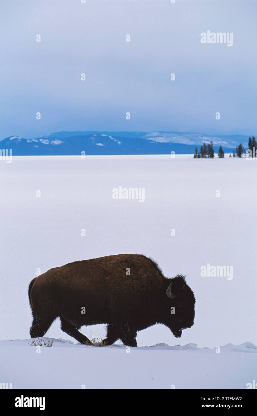 American bison (Bison bison) in a snowy landscape in Yellowstone ...