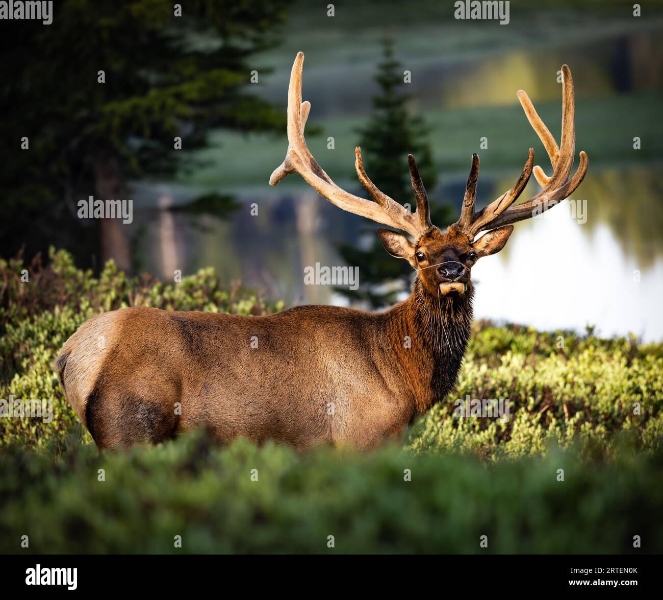 Royal Rocky Mountain bull elk - cervus canadensis - standing broadside ...