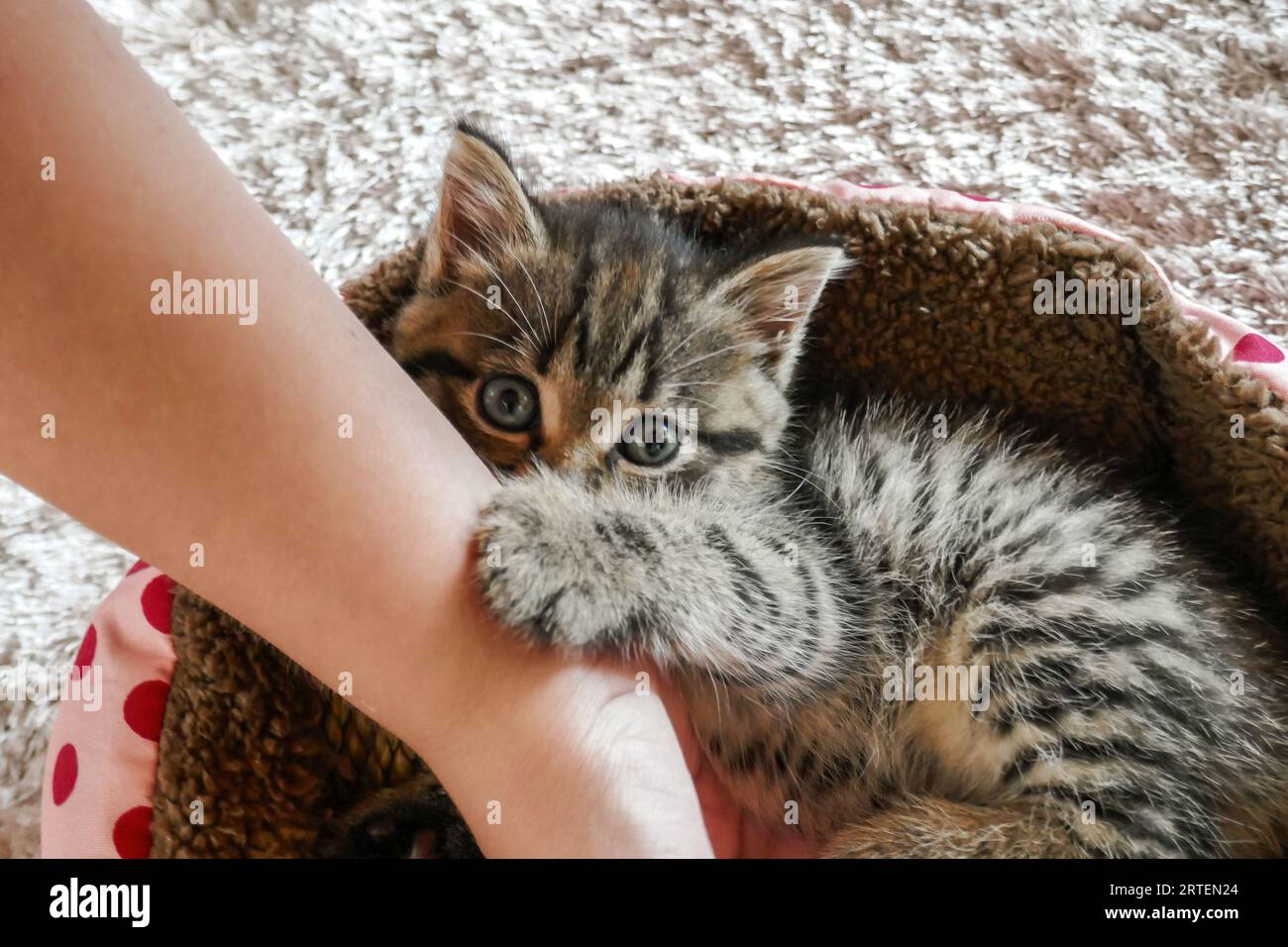 Childs hand stroking a gray fluffy kitten.Communication of the child ...