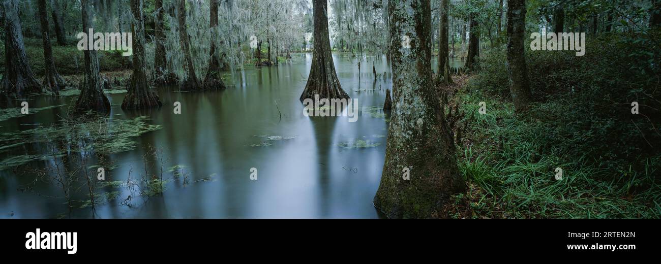 Mangrove swamp; Middleton Place, South Carolina, United States of ...