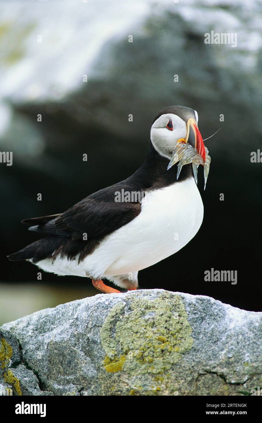 Puffin (Fratercula sp.) with a catch of small fish in its bill; Machias ...