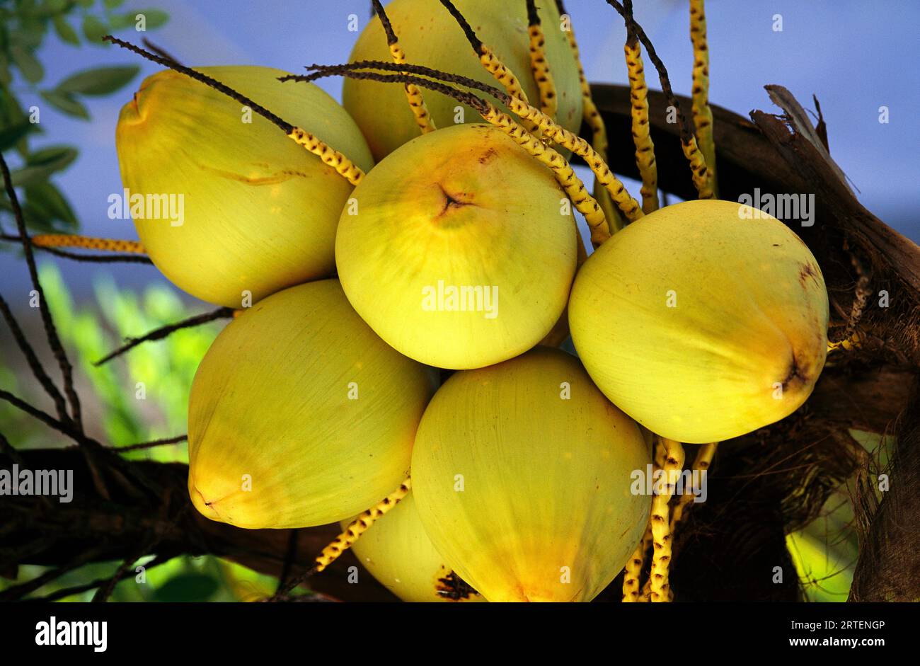 Image of coconuts in a palm tree hi-res stock photography and images ...