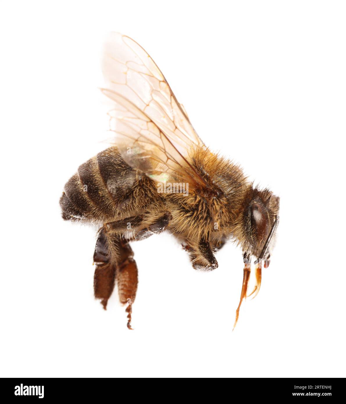 Springtime honey bee gathering Cut Out Stock Images & Pictures - Alamy