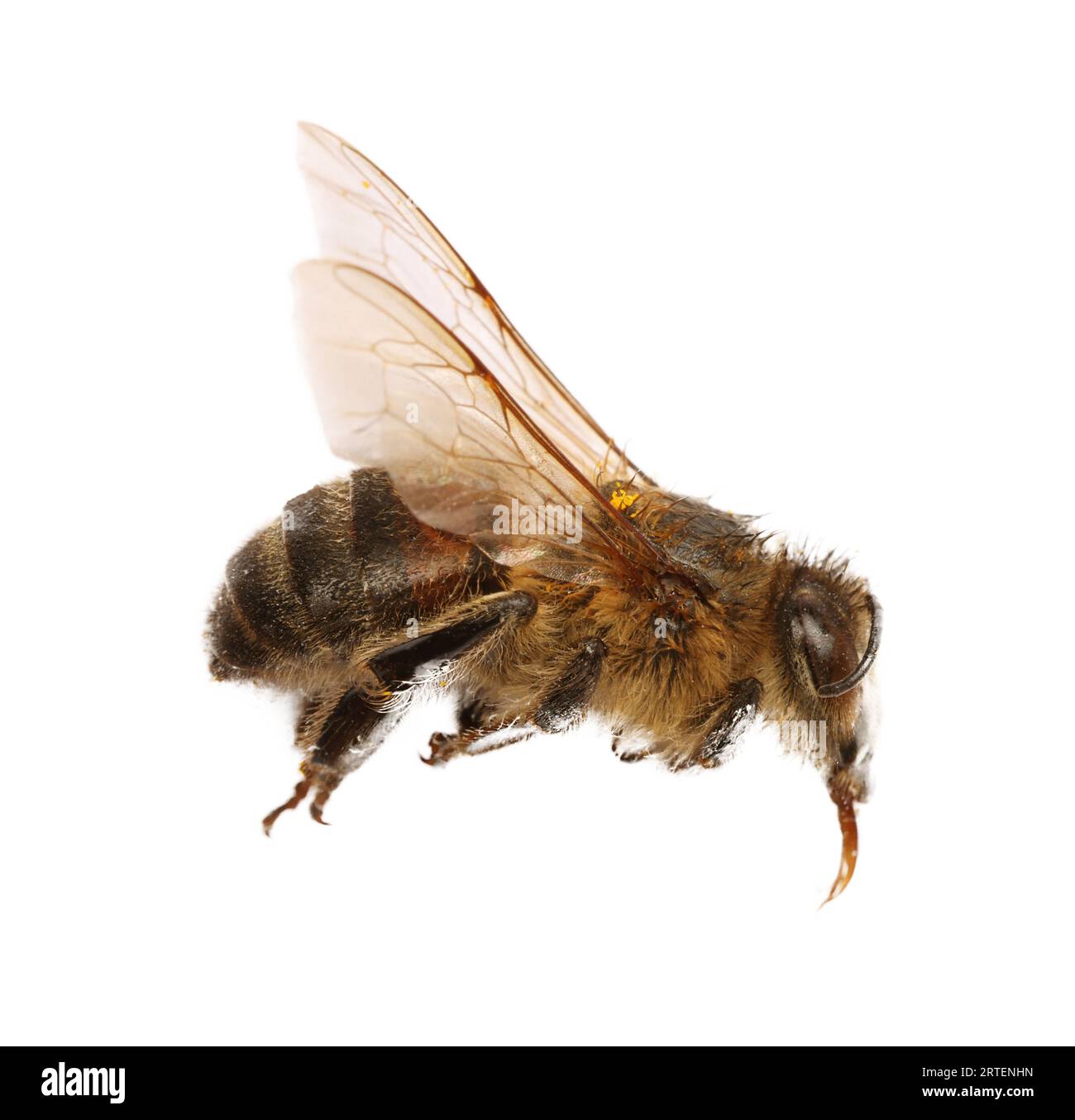 One fluffy hi-res stock photography and images - Alamy