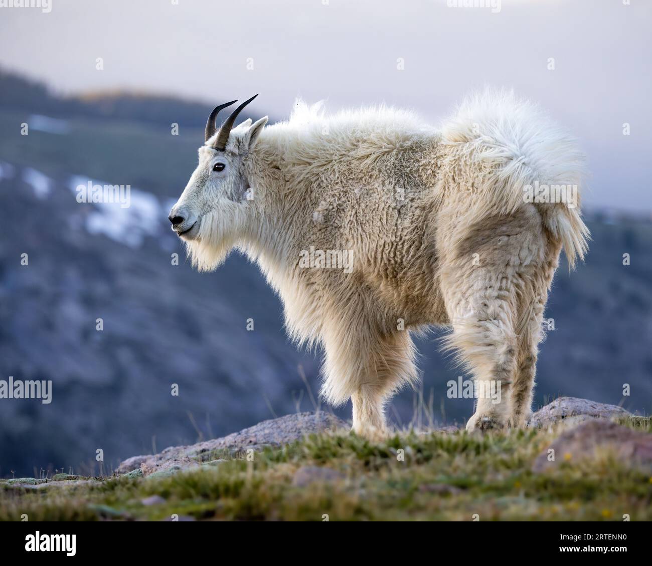 Mountain goat - oreamnos americanus - standing at ledge with mountains ...
