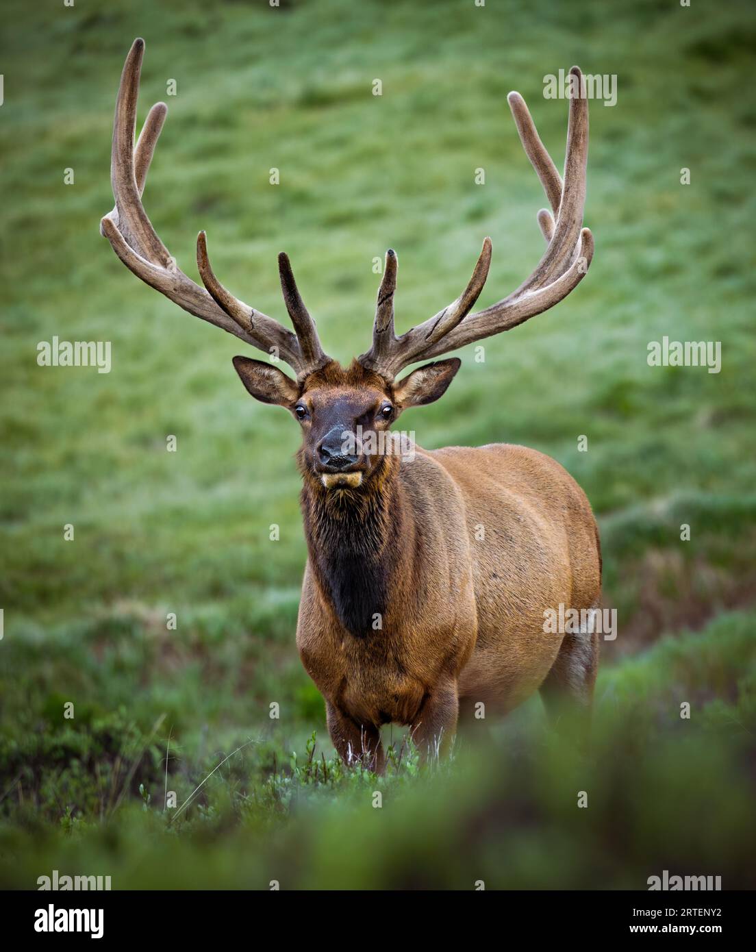 Royal Rocky Mountain bull elk - cervus canadensis - standing forward in ...