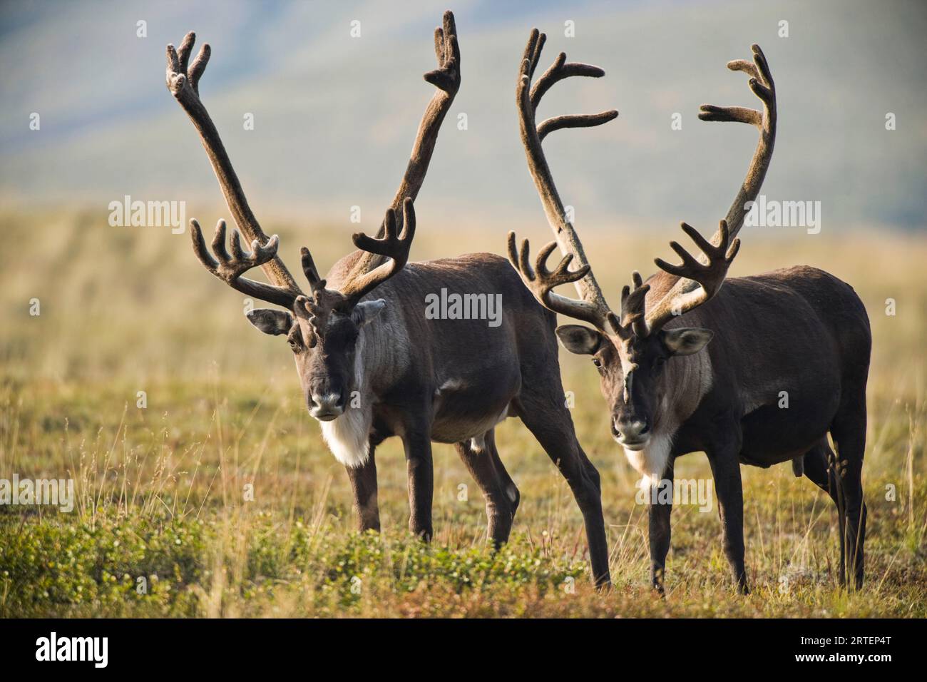 Pair of Caribou (Rangifer tarandus) with large antlers in Denali ...