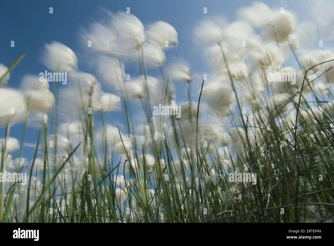 Rooted stems hi-res stock photography and images - Alamy