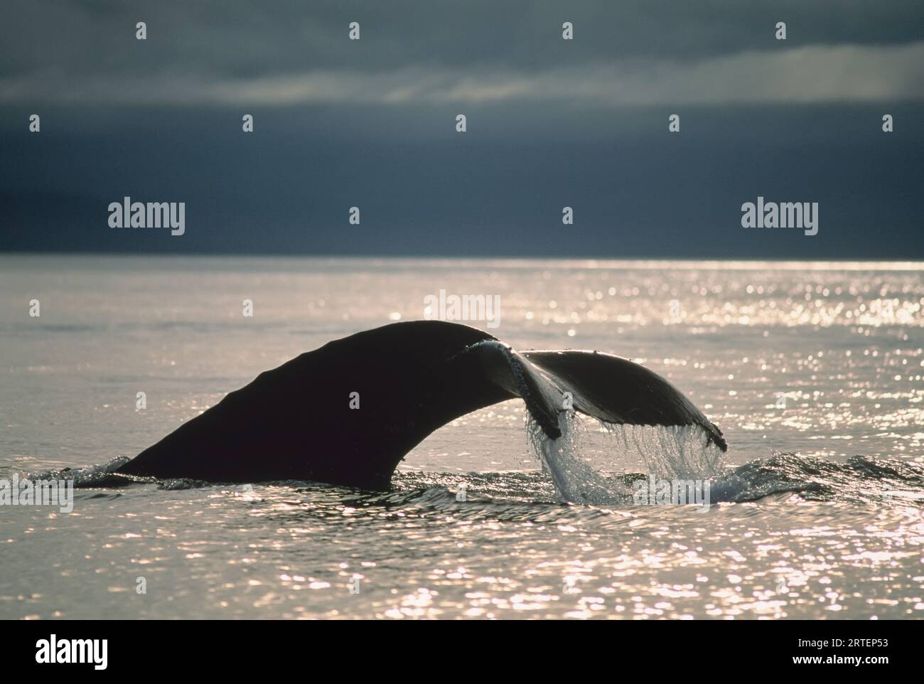 Humpback whale (Megaptera novaeangliae) flashes its tail above the ...