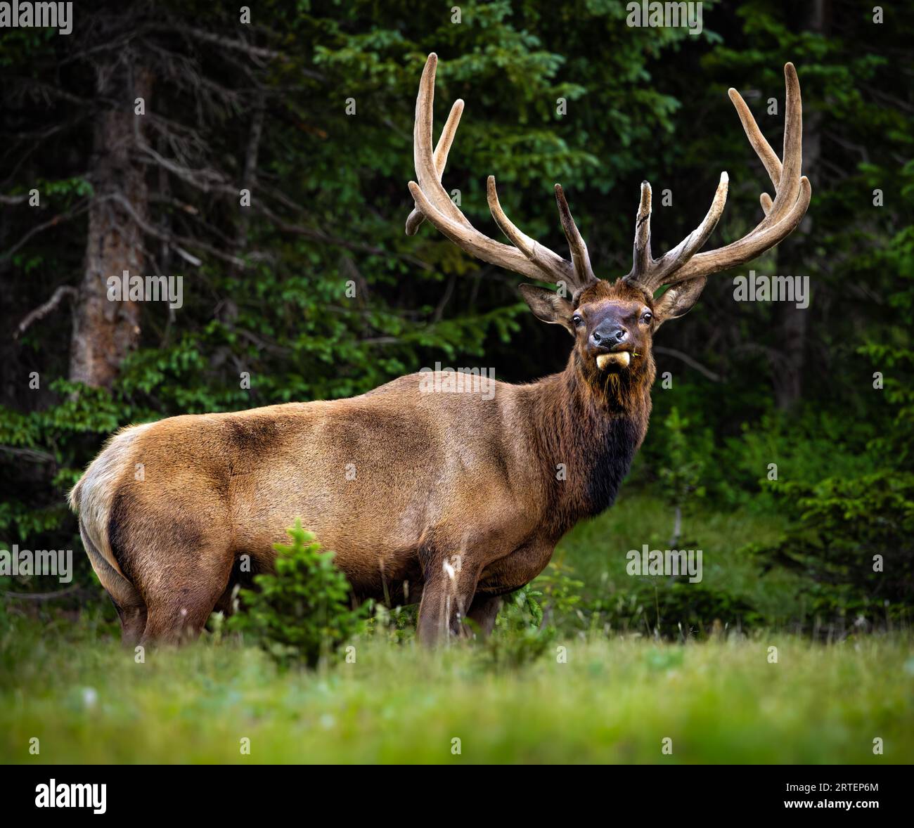 Royal Rocky Mountain bull elk (cervus canadensis) standing broadside in ...