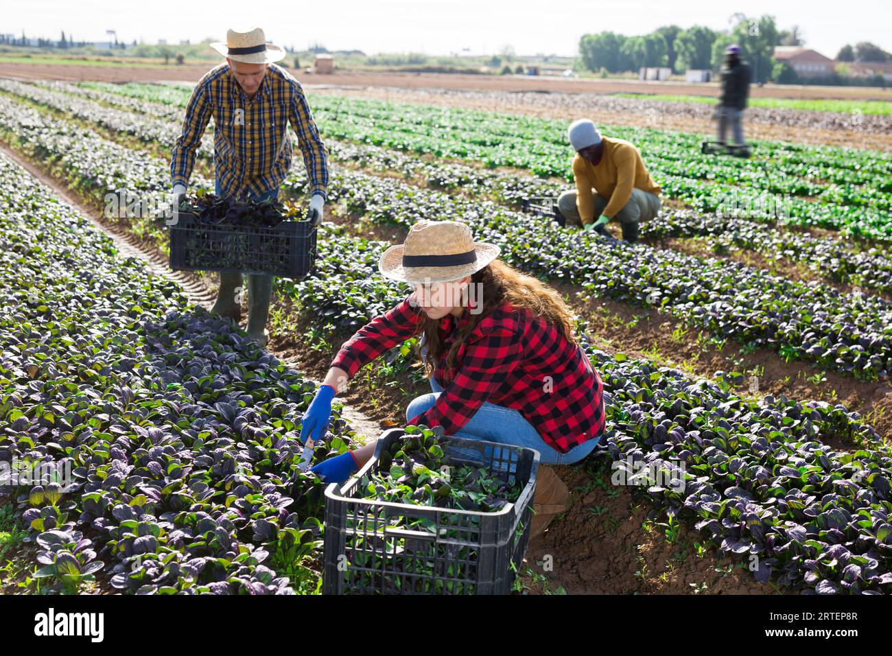 Farm workers picking leafy greens on field Stock Photo - Alamy
