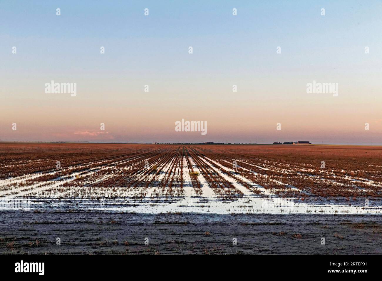 A feedyard in Ingalls, Kansas.; Ingalls, Kansas Stock Photo - Alamy