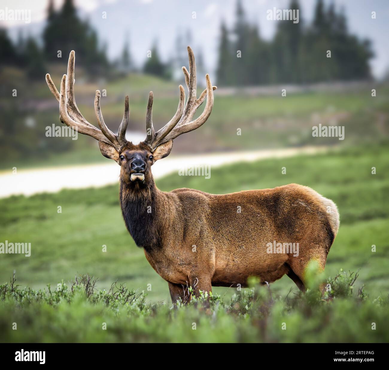 Imperial Rocky Mountain bull elk - cervus canadensis - standing ...