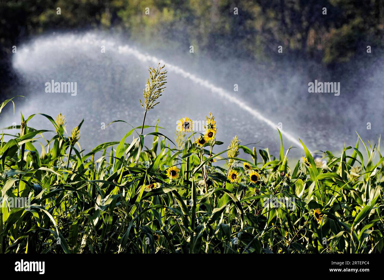 An irrigation system waters a field of sunflowers.; Nebraska Stock ...