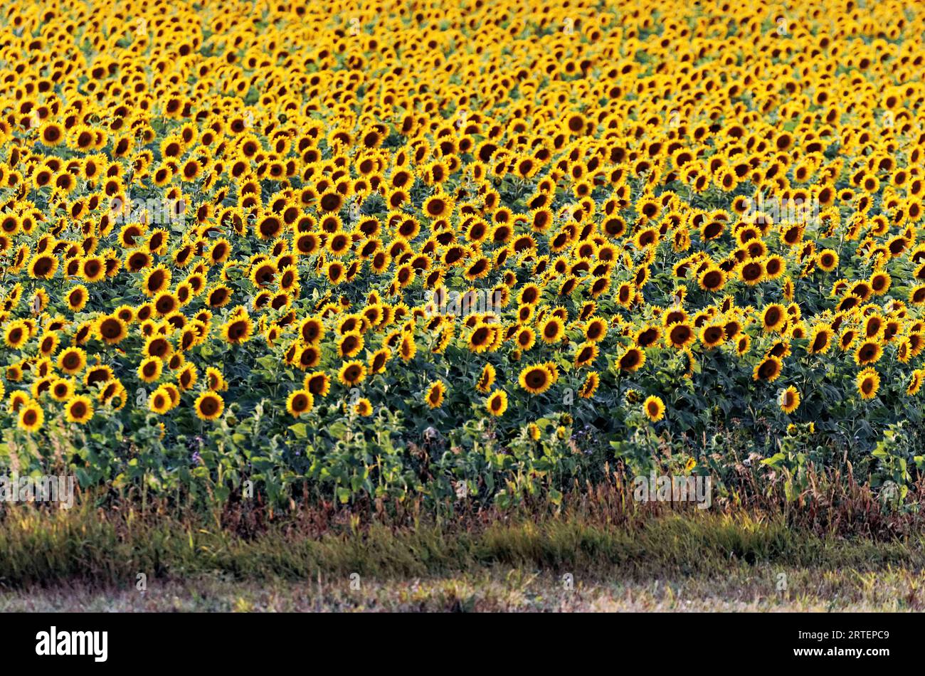 A field of sunflowers.; Nebraska Stock Photo - Alamy