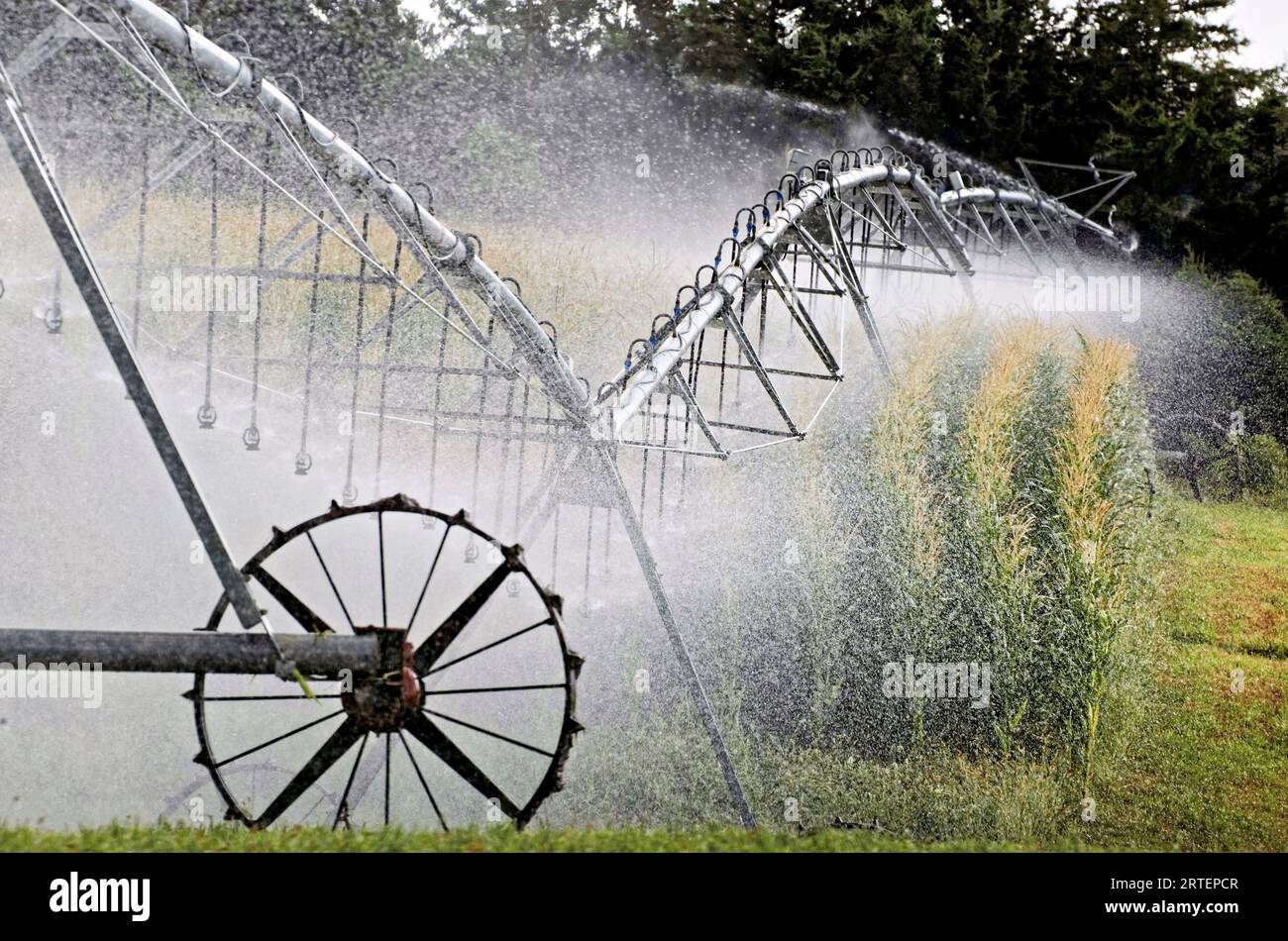 An irrigation system waters a field of sunflowers.; Nebraska Stock ...