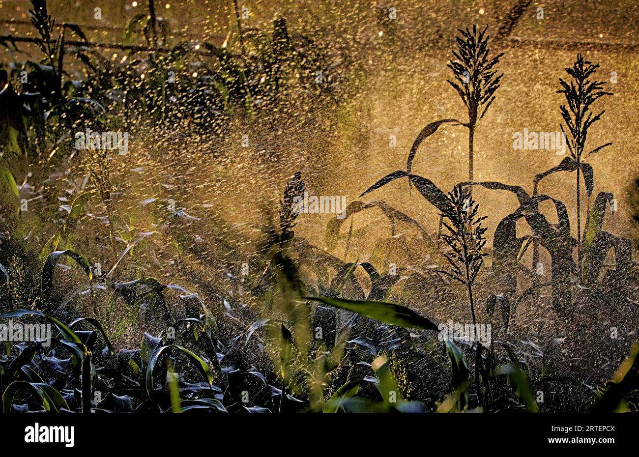 Backlit water sprays from an irrigation system that waters a field of ...