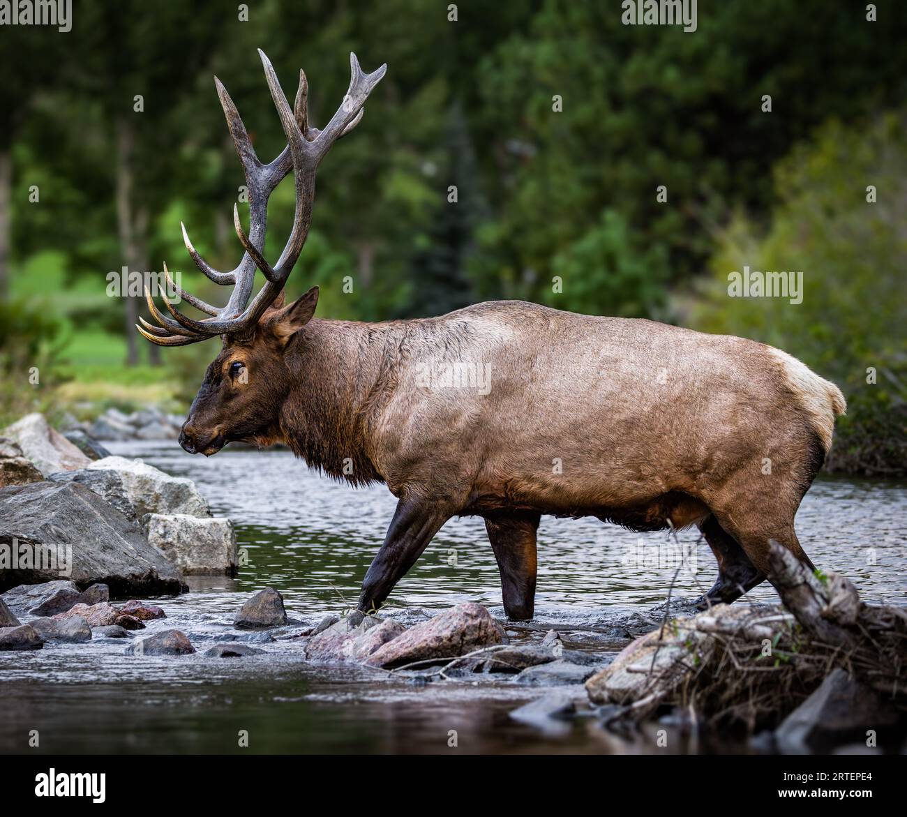 Royal Rocky Mountain bull elk - cervus canadensis - crossing creek ...