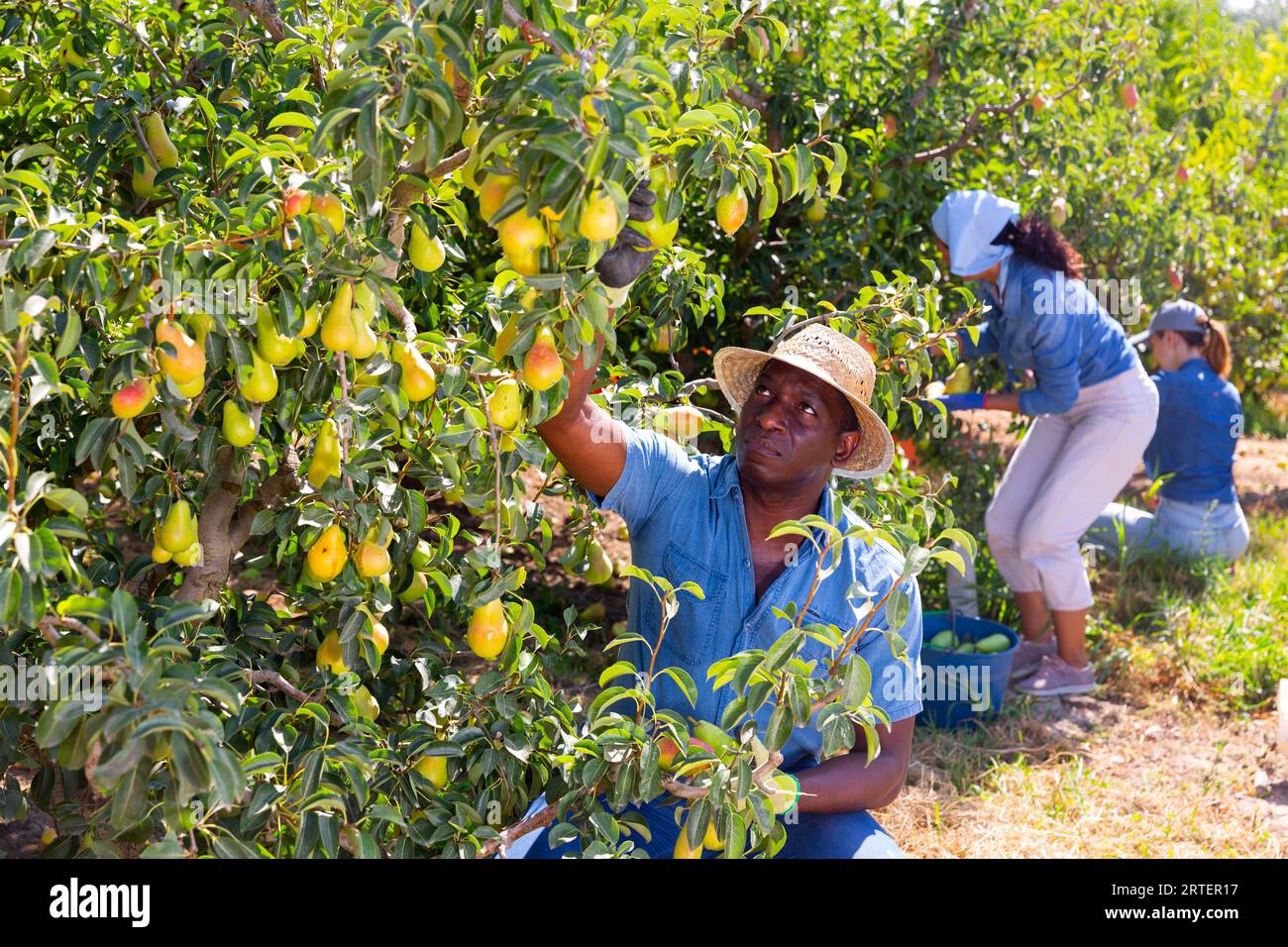 Farmer field processing hi-res stock photography and images - Alamy