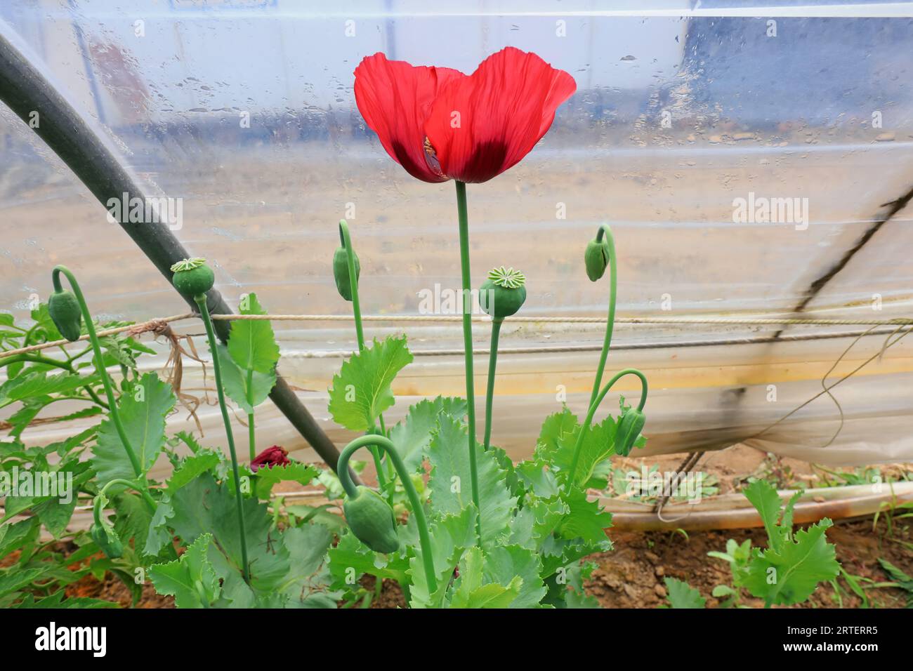 Opium poppy in full bloom hi-res stock photography and images - Alamy