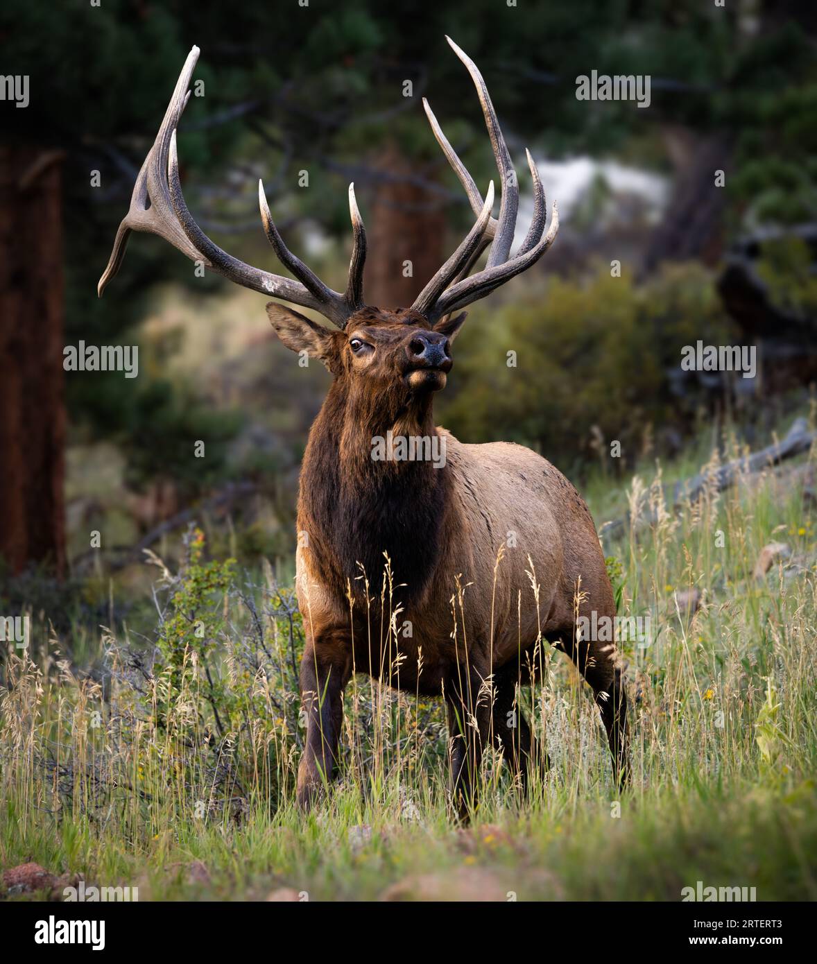 Royal Rocky mountain bull elk - cervus canadensis - displaying ...