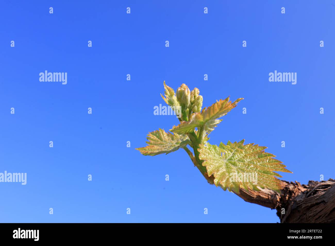 China green spring sprout hi-res stock photography and images - Alamy