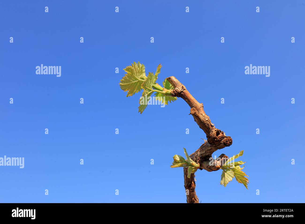 China green spring sprout hi-res stock photography and images - Alamy